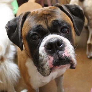 Boxer Dog Crying: What You Need to Know - Owned by a Boxer