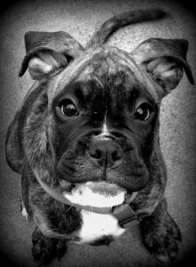 Boxer Dog Crying: What You Need to Know - Owned by a Boxer