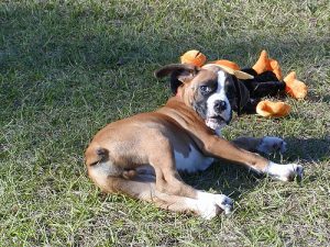 Boxer Dog Crying: What You Need to Know - Owned by a Boxer