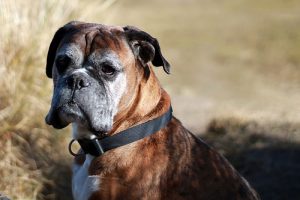Boxer Dog Crying: What You Need to Know - Owned by a Boxer